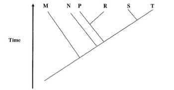 [Solution] Which species is most distantly related t… | Wizeprep