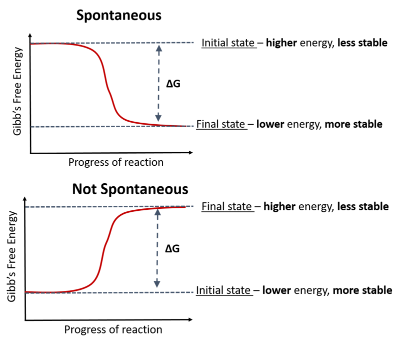 Thermodynamics of Membrane Formation - Wize University Biology Textbook ...