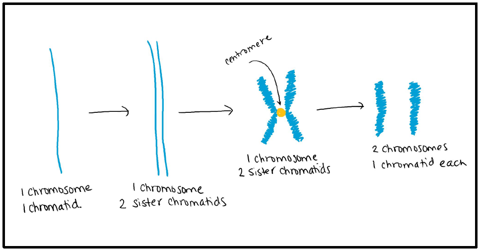 The Genome & Chromosomal Structure - Wize University Biology Textbook ...