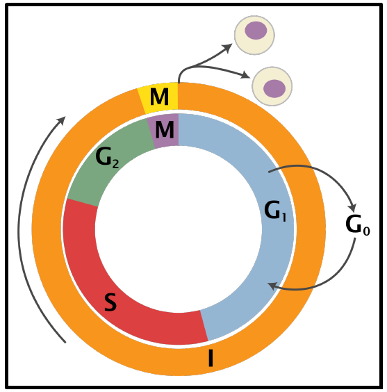 The Cell Cycle & Mitosis - Wize High School Grade 11 Biology Textbook ...