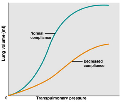 Lung Structure and Stability - Wize University Physiology Textbook ...