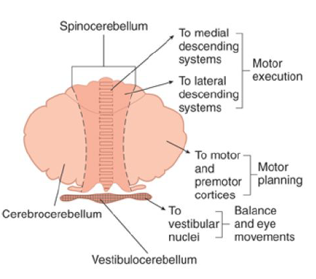 Motor Control - The Brain - Wize University Physiology Textbook | Wizeprep