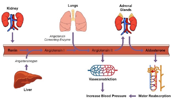 Regulation - Wize University Physiology Textbook | Wizeprep