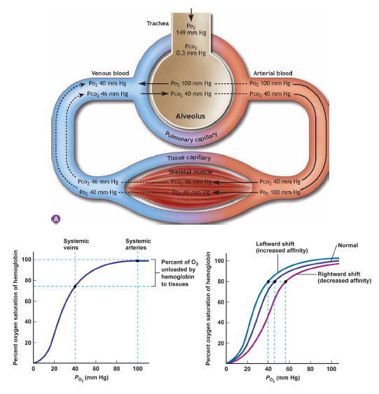 Gas Exchange and Control - Wize University Physiology Textbook | Wizeprep