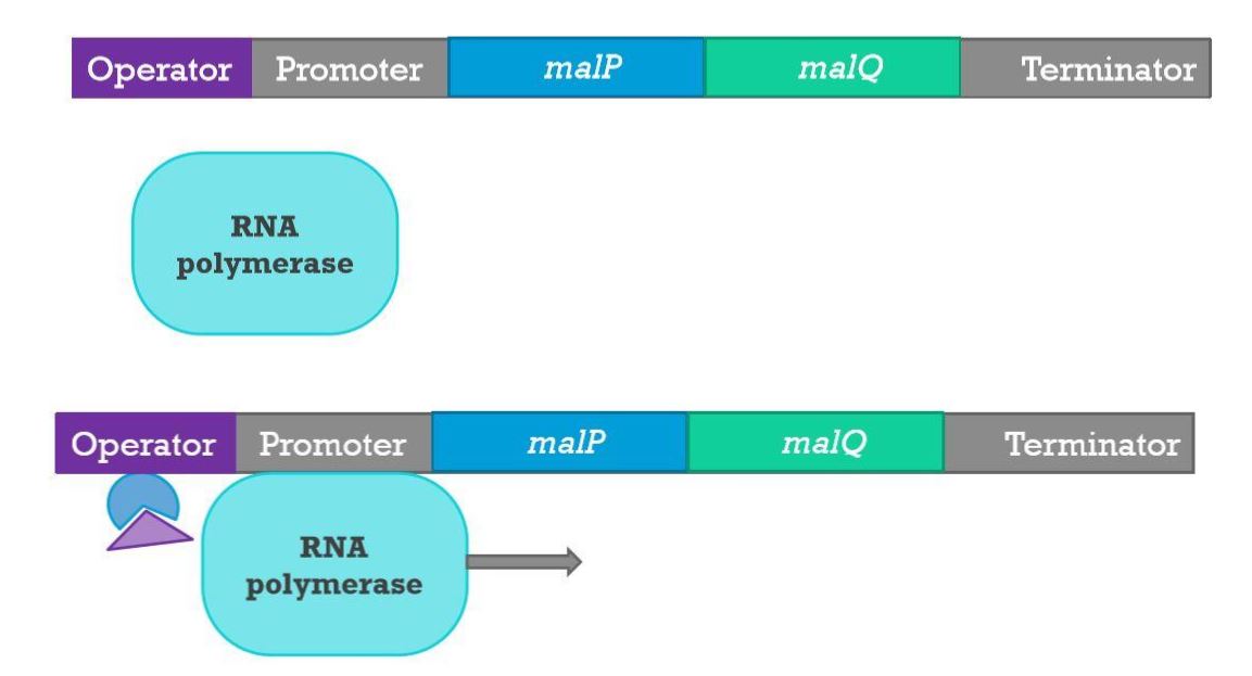 Prokaryotic Operons: Maltose (mal) Operon - Wize University Biology ...