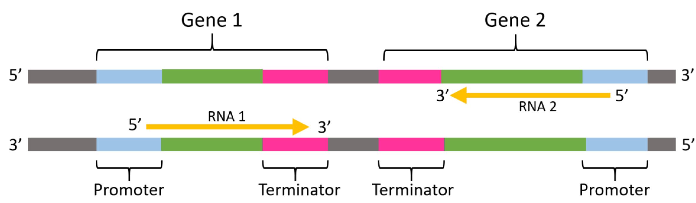 Genes and mRNA - Wize University Biology Textbook | Wizeprep