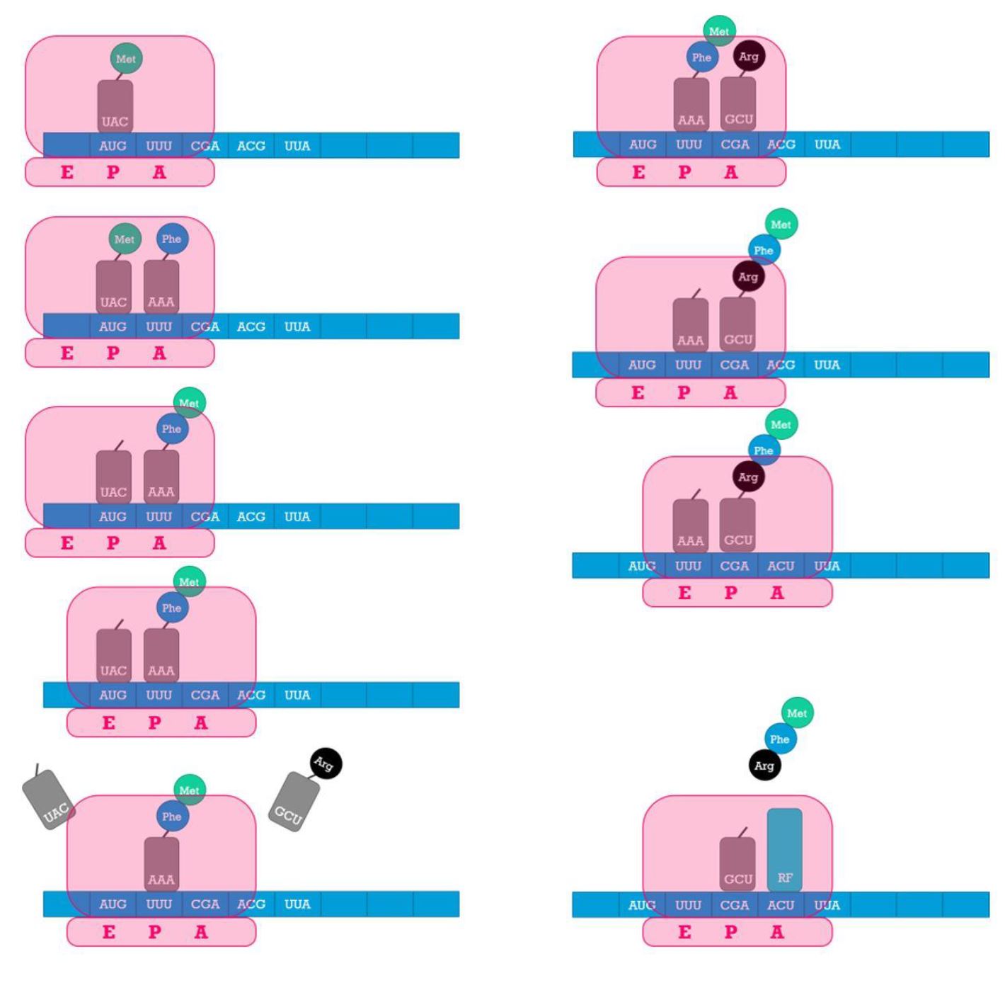 Translation into Proteins - Wize University Biology Textbook | Wizeprep