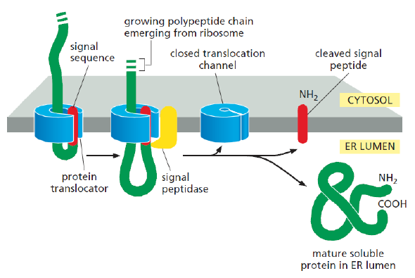 Translocation into the ER | BLG 143