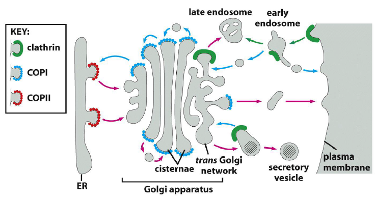 Vesicular Transport | BIOL 201