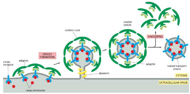 Vesicular Transport | BIOL 201