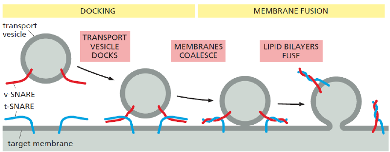 Vesicular Transport | BIOL 201