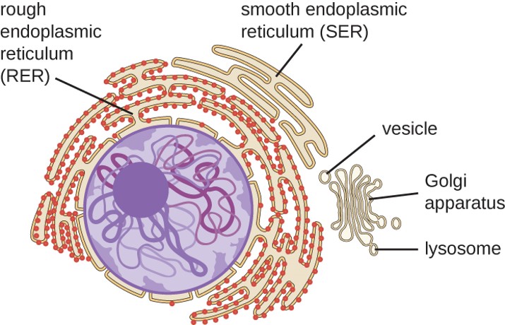 The Endomembrane System - Wize University Biology Textbook | Wizeprep