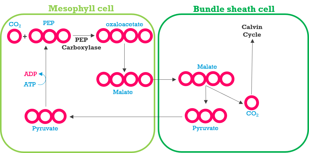 C4 Plants - Wize University Biology Textbook | Wizeprep