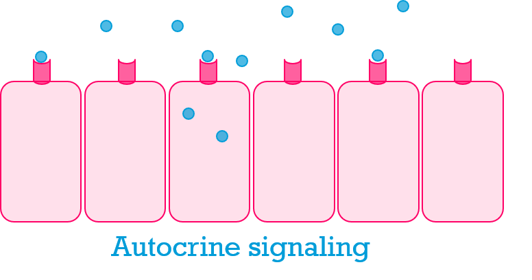 Types of Cell Communication - Wize University Biology Textbook | Wizeprep