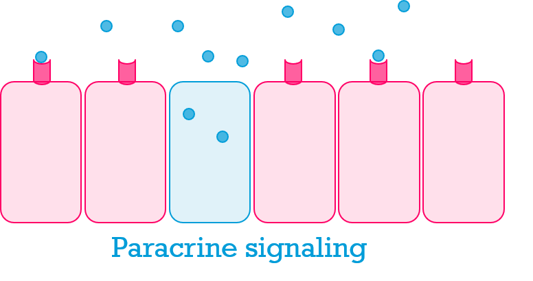 Types of Cell Communication - Wize University Biology Textbook | Wizeprep