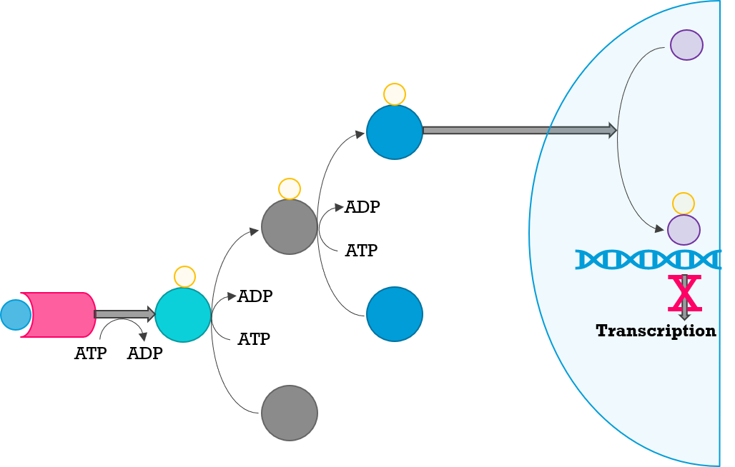 Response to Signaling - Wize University Biology Textbook | Wizeprep