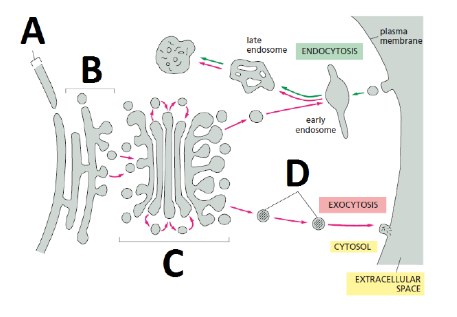 [Solution] Practice: Endomembrane 2 | Wizeprep