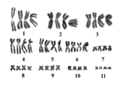 [Solution] C-value of the Karyotype | Wizeprep