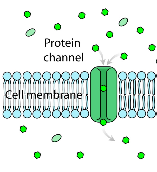 Simple Diffusion - Wize University Physiology Textbook | Wizeprep