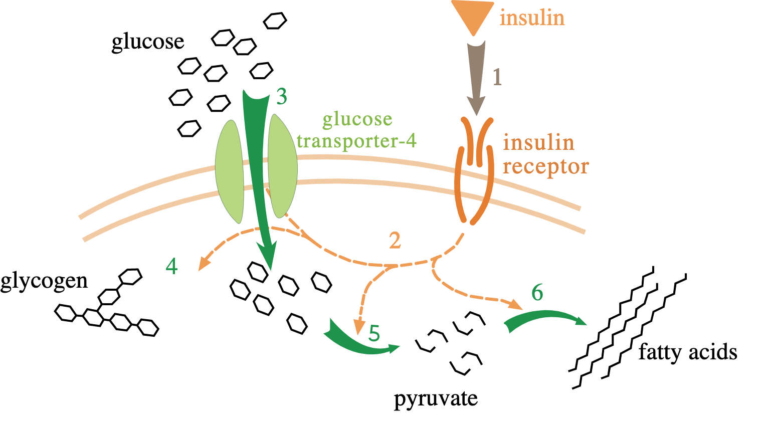 Faciliated Diffusion and Active Transport - Wize University Physiology ...