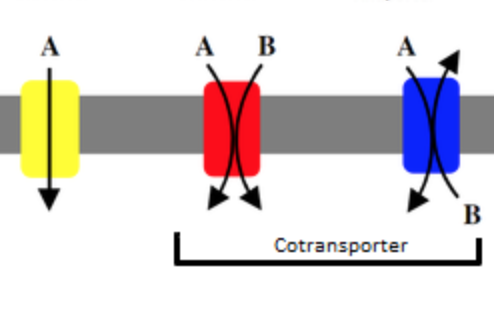 Faciliated Diffusion and Active Transport - Wize University Physiology ...