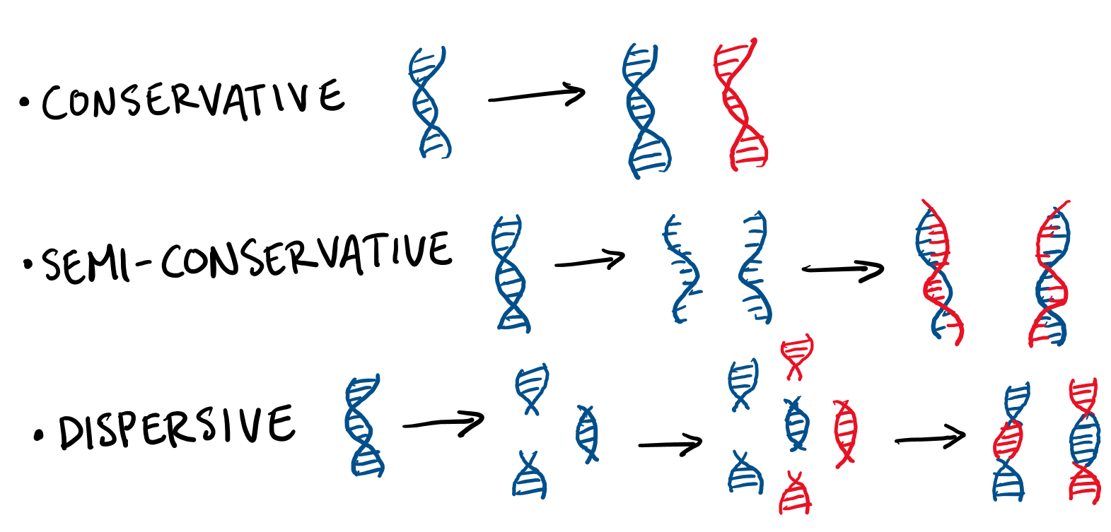 Dispersive Replication A Level Biology