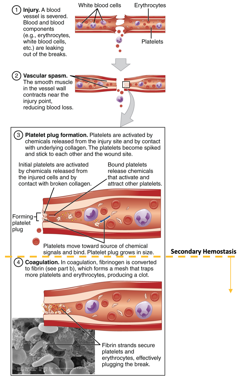 Hemostasis - Wize University Physiology Textbook | Wizeprep