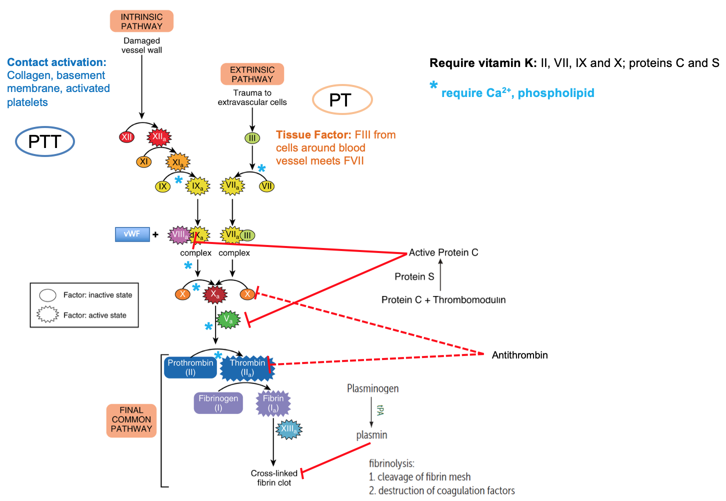 Hemostasis - Wize University Physiology Textbook | Wizeprep