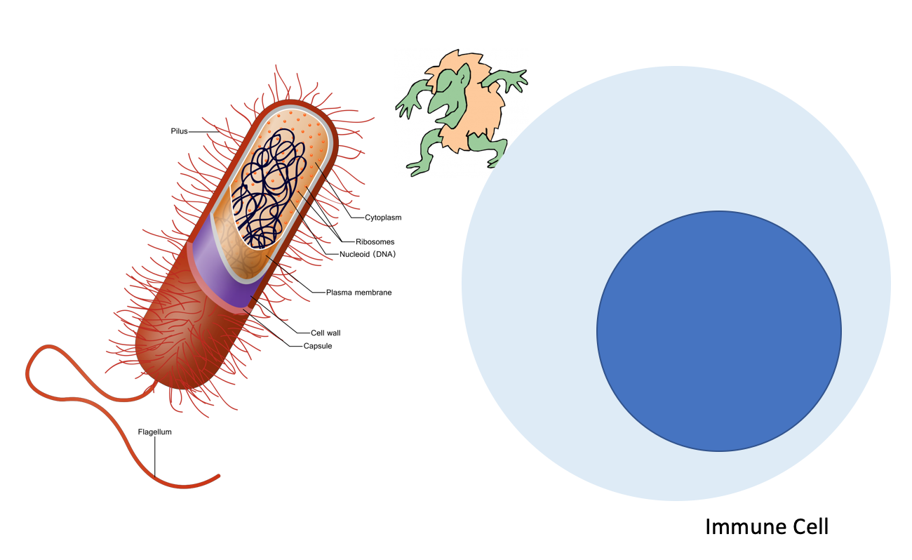 Innate Immune System - Wize University Physiology Textbook | Wizeprep