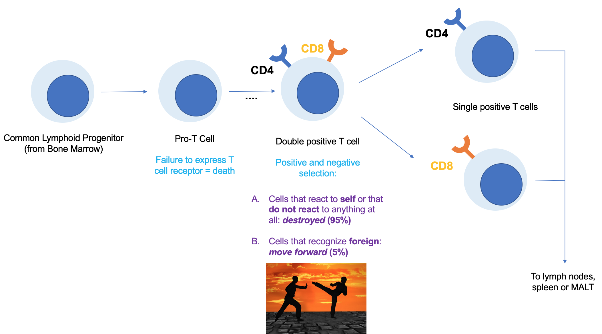 Adaptive Immune System - Wize University Physiology Textbook | Wizeprep
