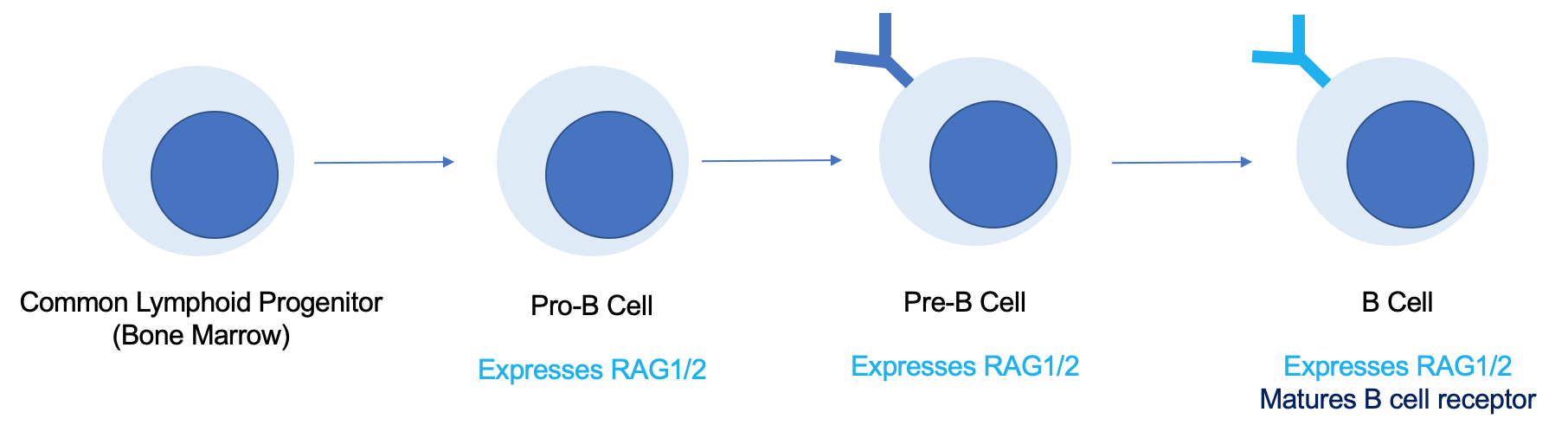 Antibodies - Wize University Physiology Textbook | Wizeprep