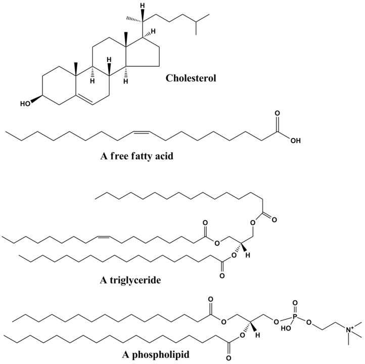 Types of Lipids - Wize University Biochemistry Textbook | Wizeprep