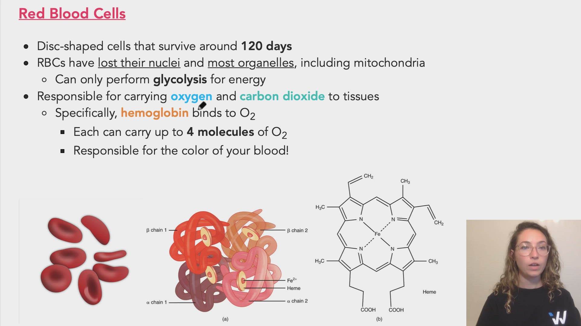 Blood Cells - Wize University Physiology Textbook | Wizeprep