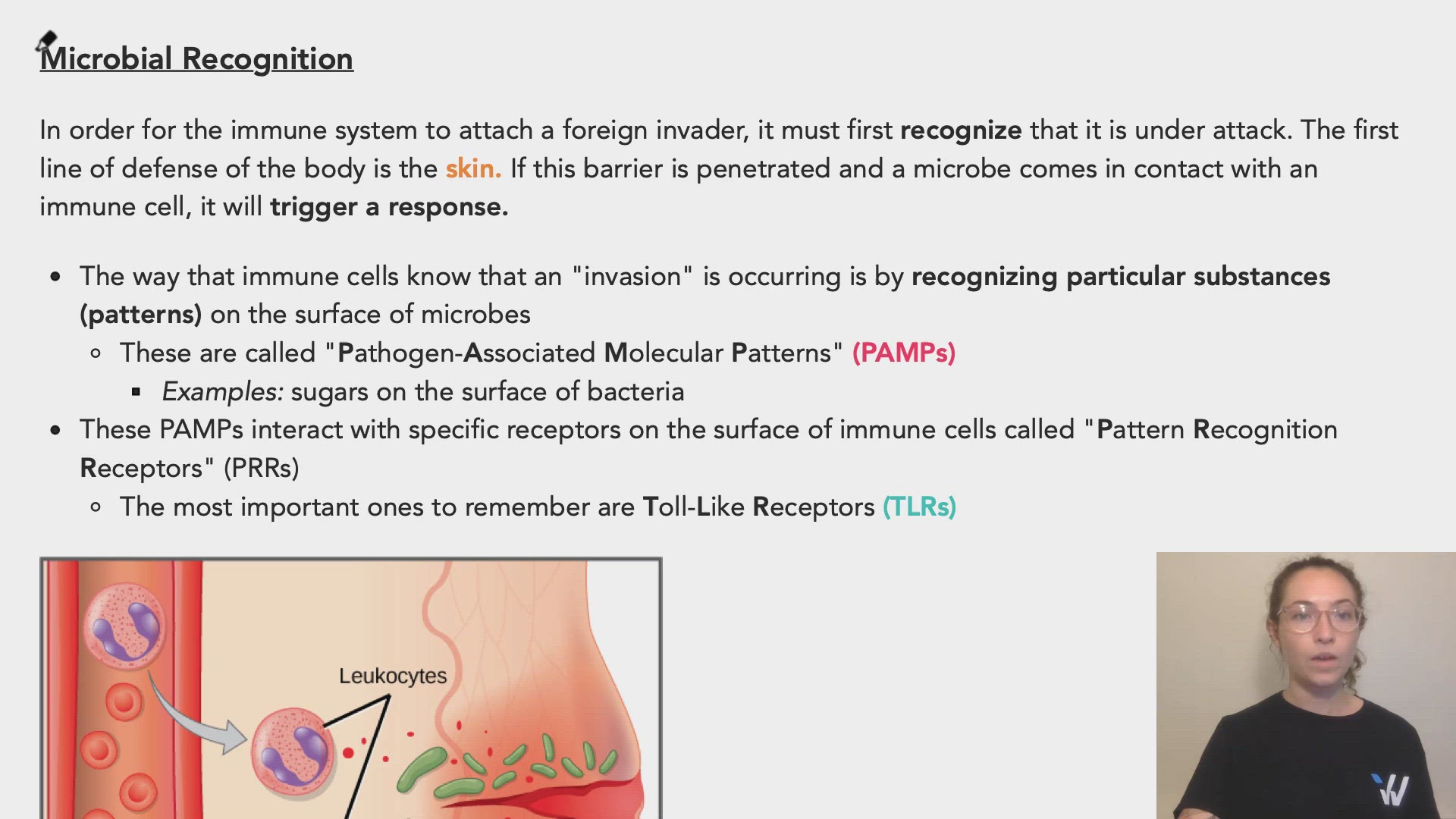 Innate Immune System - Wize University Physiology Textbook | Wizeprep