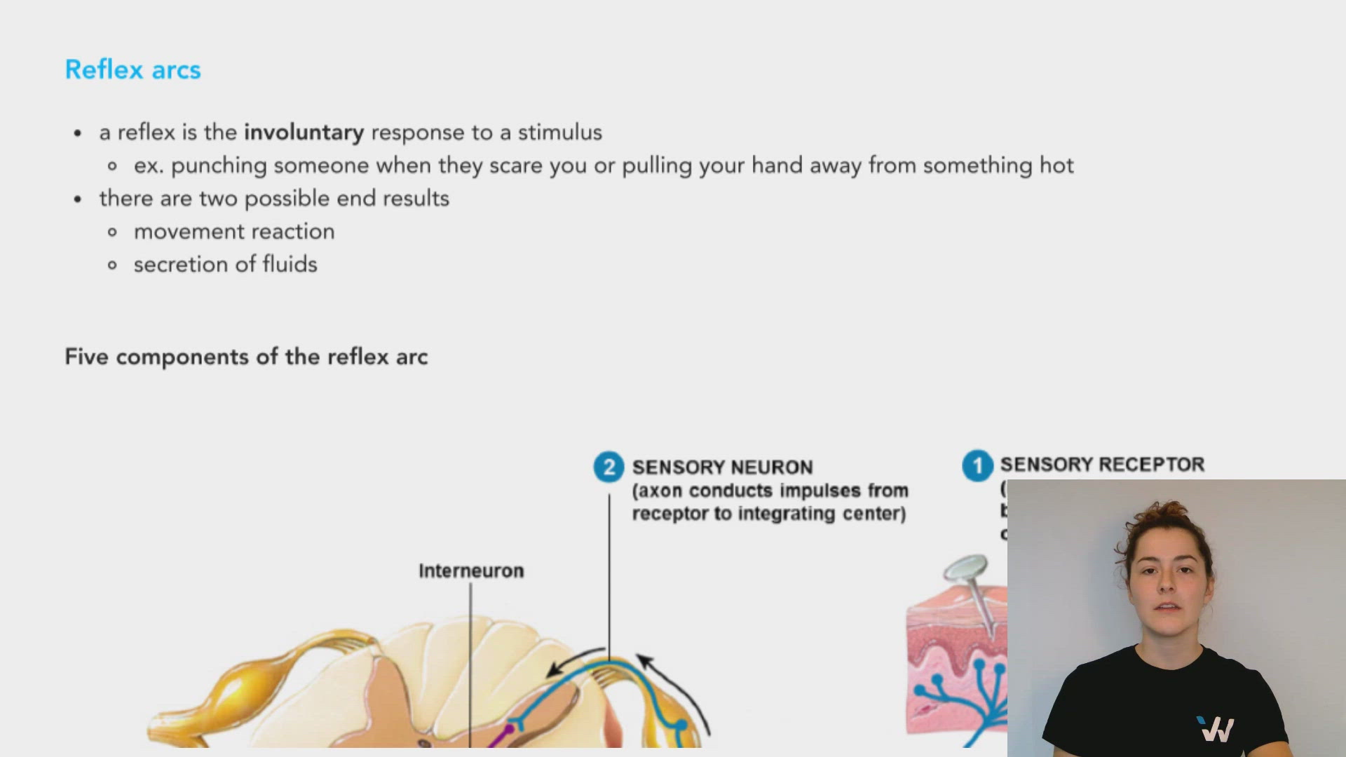 Neurons and Reflexes - Wize University Physiology Textbook | Wizeprep