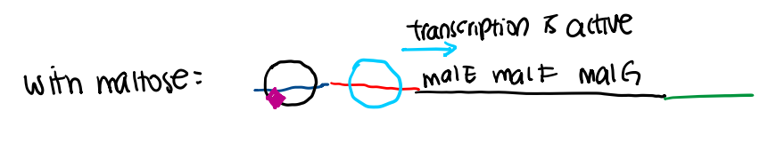 Prokaryotic Operons: Maltose (mal) Operon - Wize University Biology ...