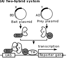 Enzyme Assays - Wize University Biochemistry Textbook | Wizeprep