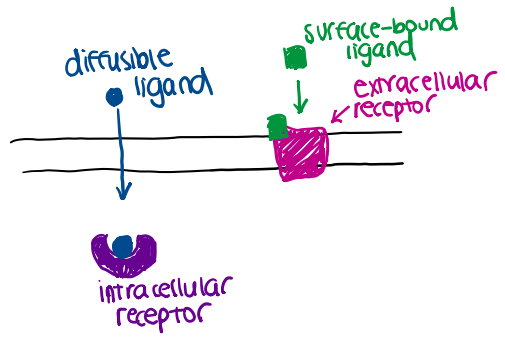Signalling - Wize University Biochemistry Textbook | Wizeprep