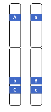 [Solution] Below is a diagram showing three loci on … | Wizeprep