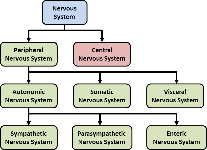 ANS [more detailed] - Wize University Physiology Textbook | Wizeprep