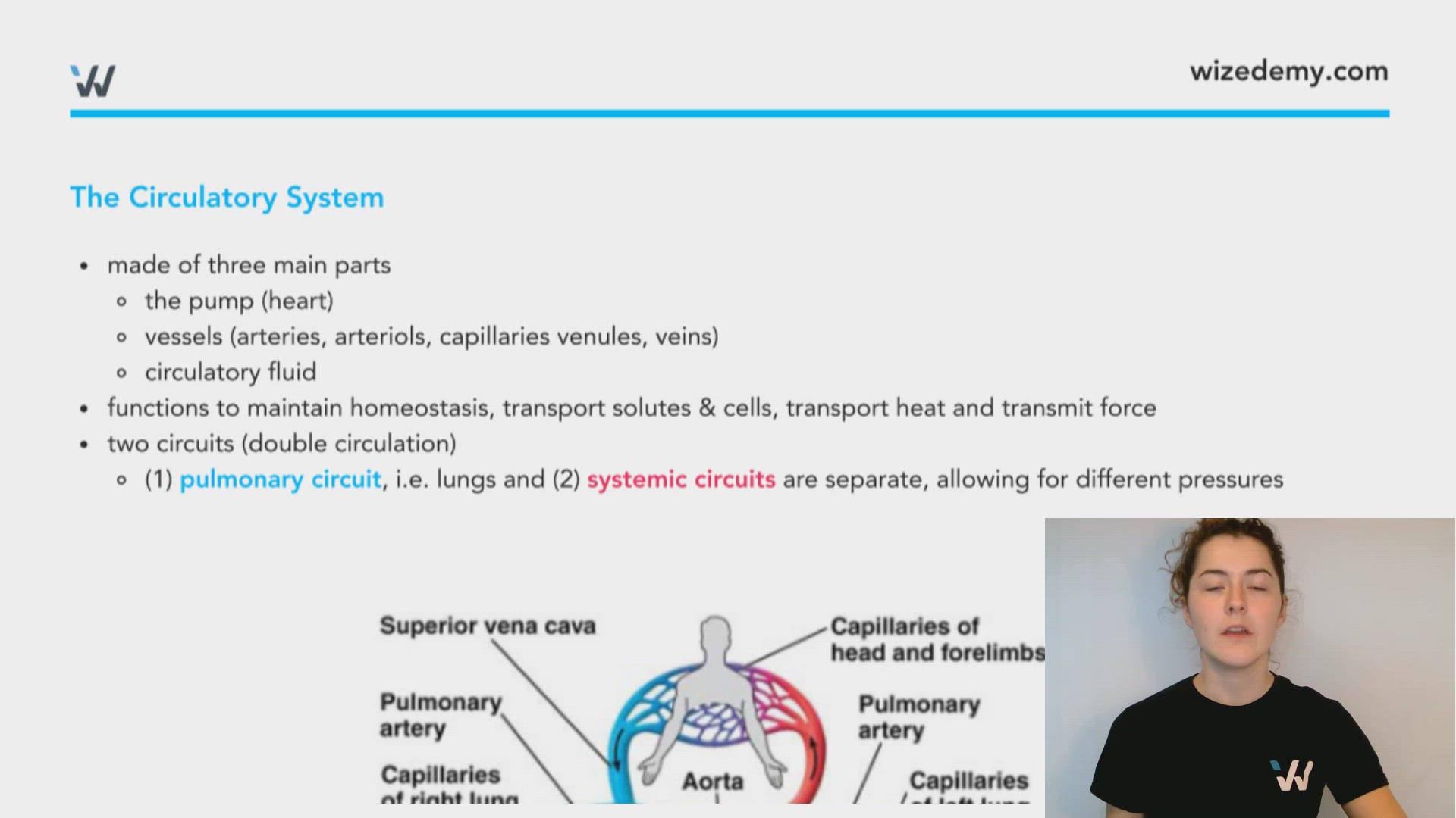 Cardiovascular System Overview - Wize University Physiology Textbook ...