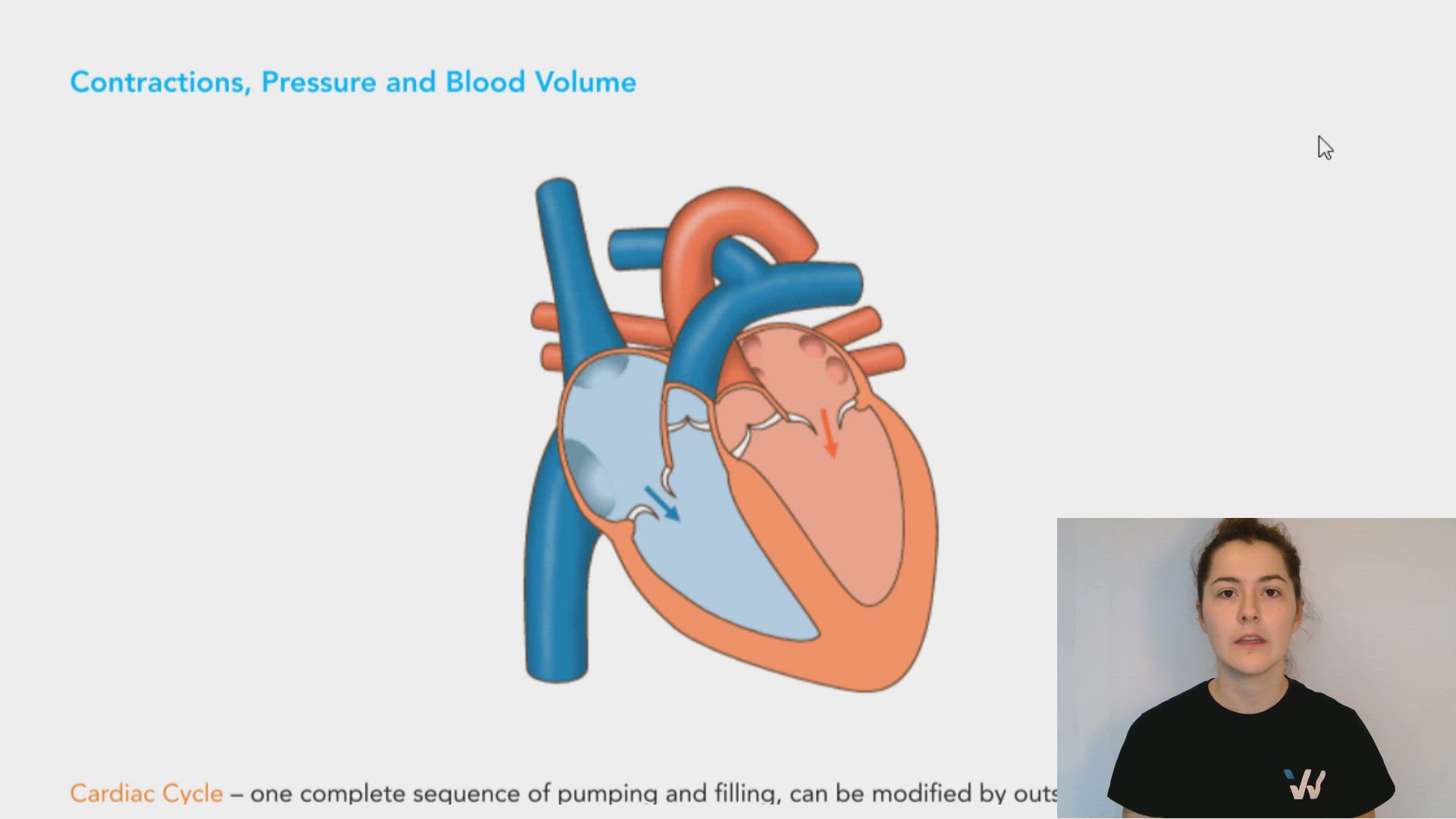 Cardiac Cycle Output - Wize University Physiology Textbook | Wizeprep