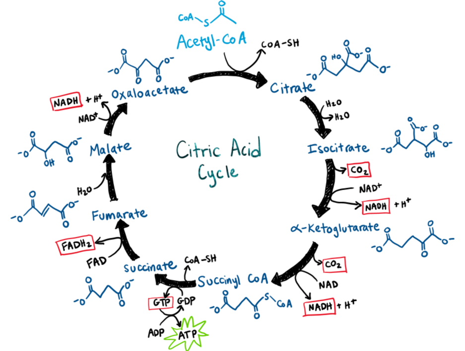 Citric Acid Cycle Enzymes
