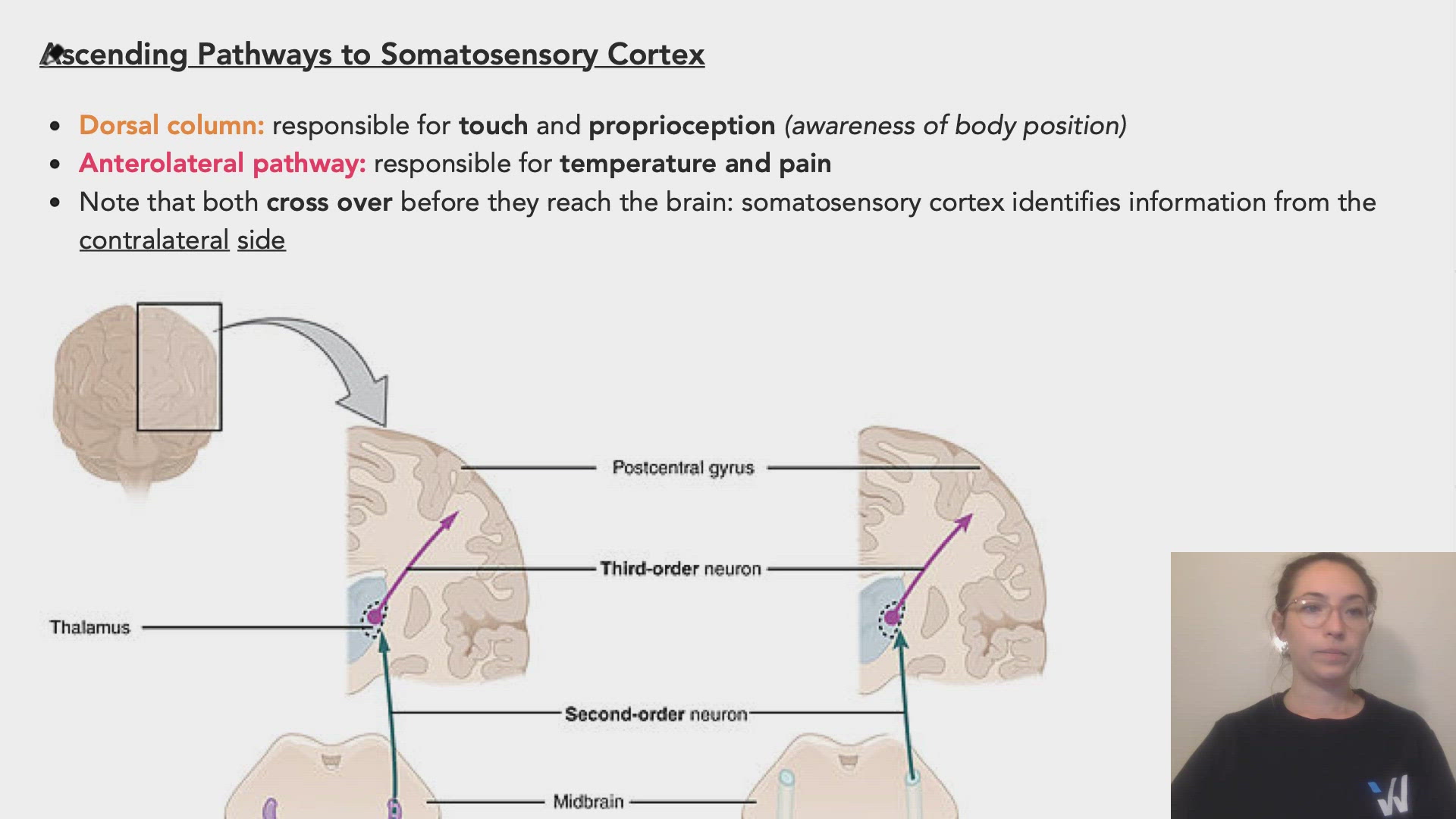 Somatosensory Modality - Wize University Physiology Textbook | Wizeprep