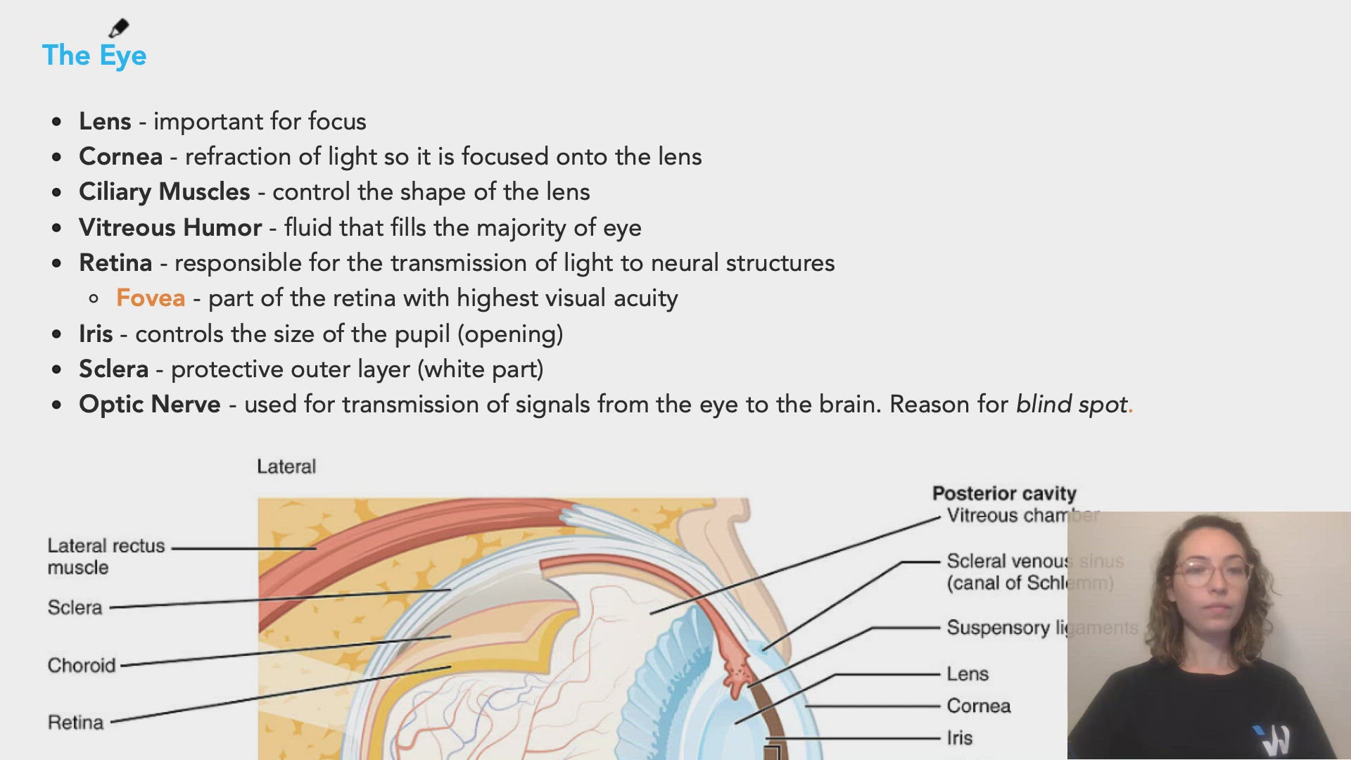 Visual Modality - Wize University Physiology Textbook | Wizeprep