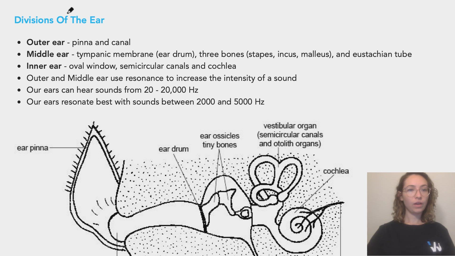 Auditory Modality - Wize University Physiology Textbook | Wizeprep