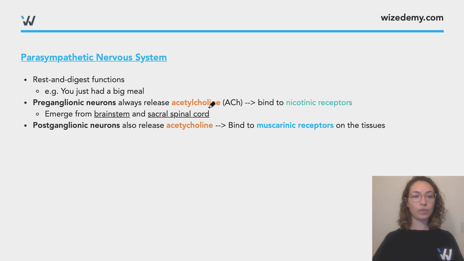ANS [more detailed] - Wize University Physiology Textbook | Wizeprep
