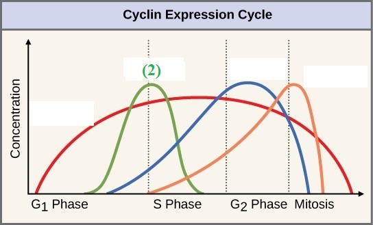 [Solution] Which cyclin corresponds to the graph reg… | Wizeprep