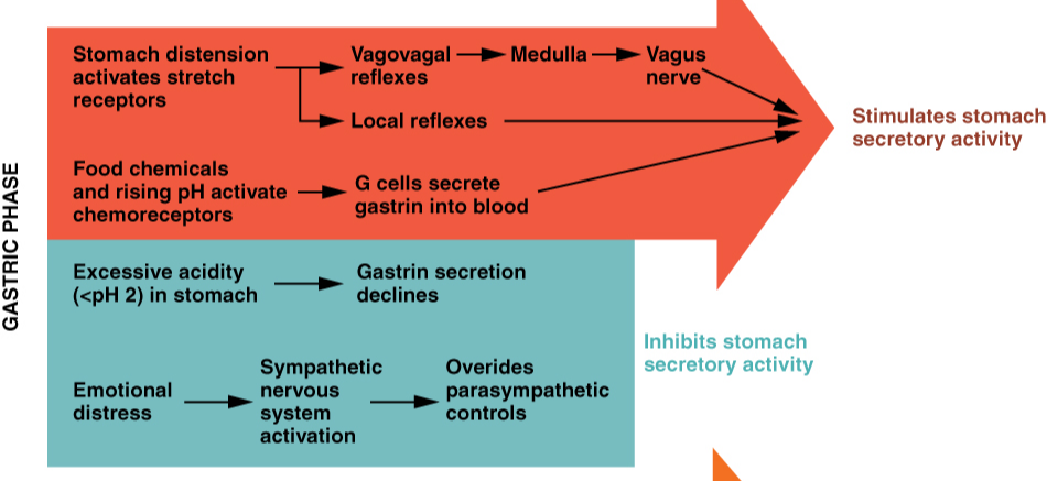 Endocrine Glands of the GI Tract - Wize University Physiology Textbook ...