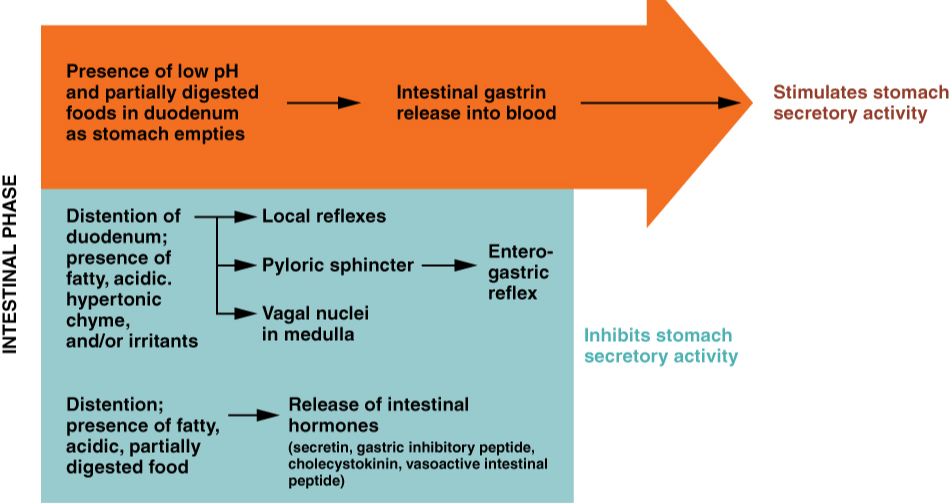 Endocrine Glands of the GI Tract - Wize University Physiology Textbook ...